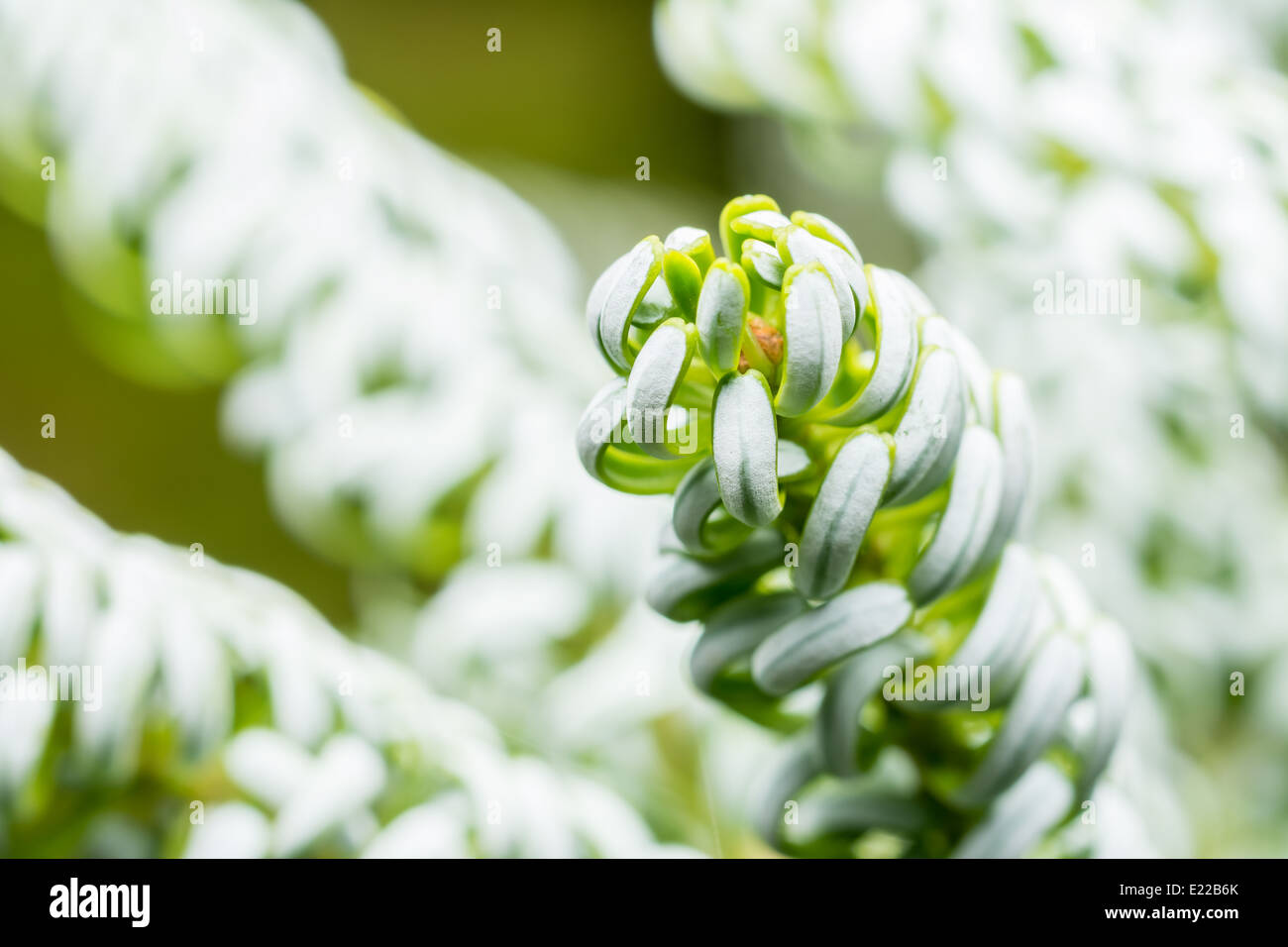 Pinus fauna Banque de photographies et d’images à haute résolution - Alamy