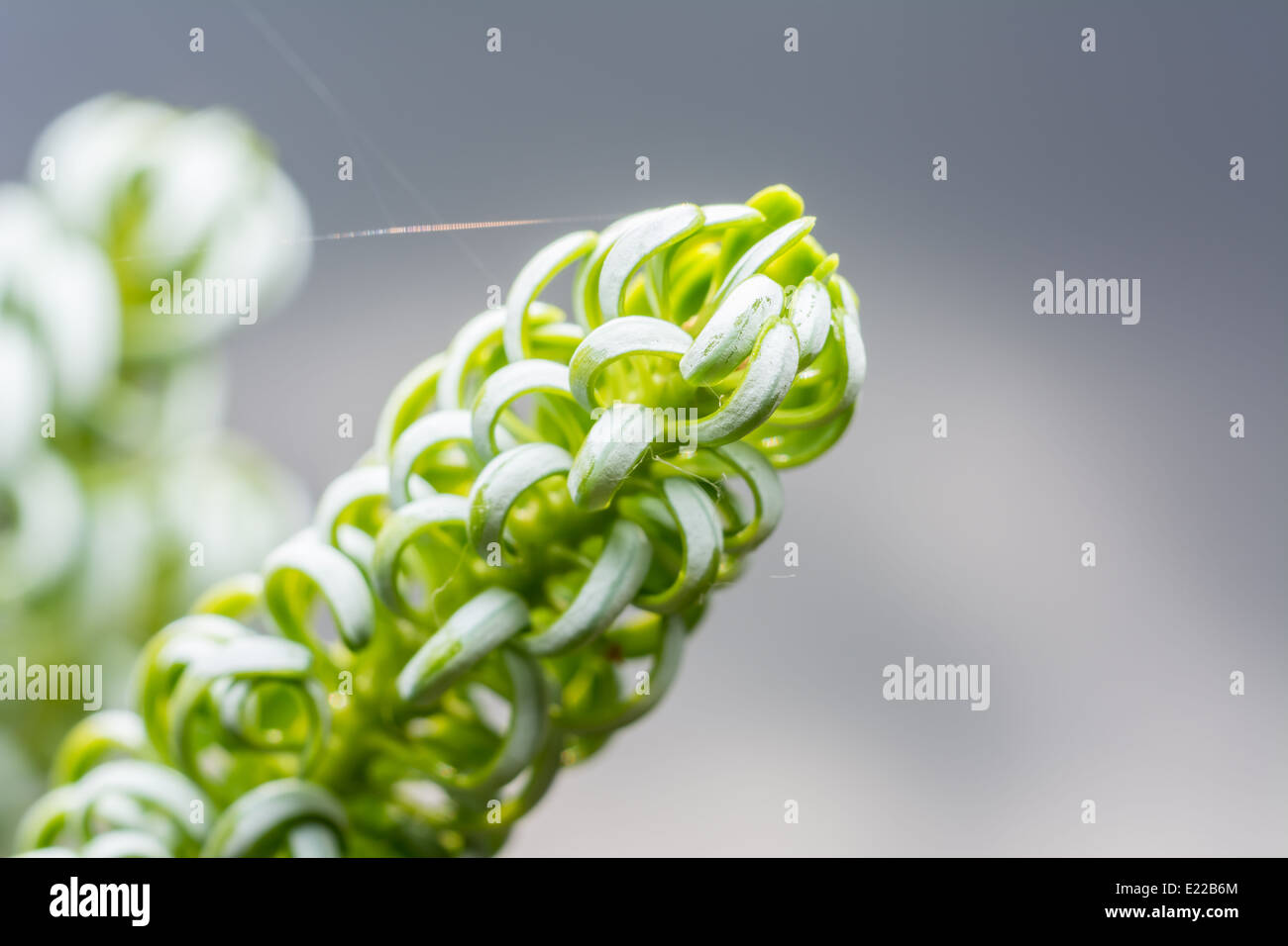 Pinus fauna Banque de photographies et d’images à haute résolution - Alamy