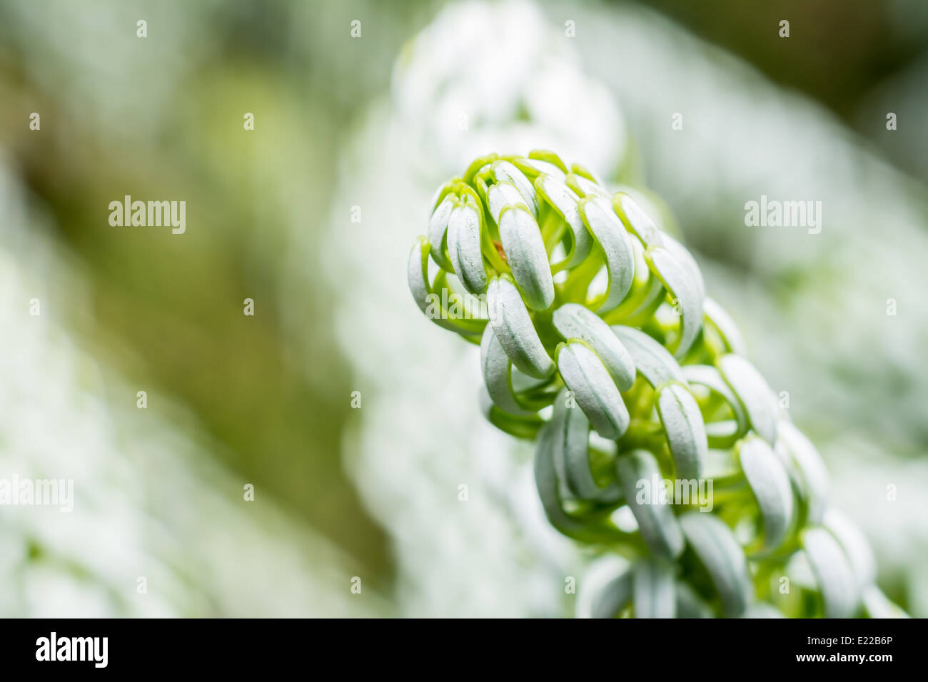Pinus fauna Banque de photographies et d’images à haute résolution - Alamy