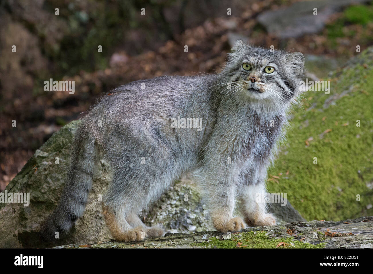 Chat pallas Banque de photographies et d’images à haute résolution - Alamy