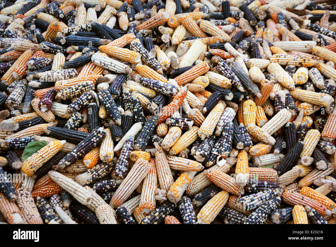 Tipos de maiz Banque de photographies et d’images à haute résolution ...