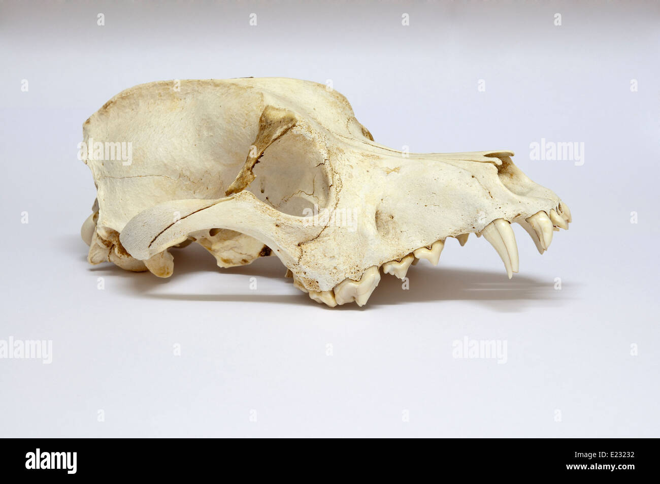 Crâne de chien Banque de photographies et d’images à haute résolution ...