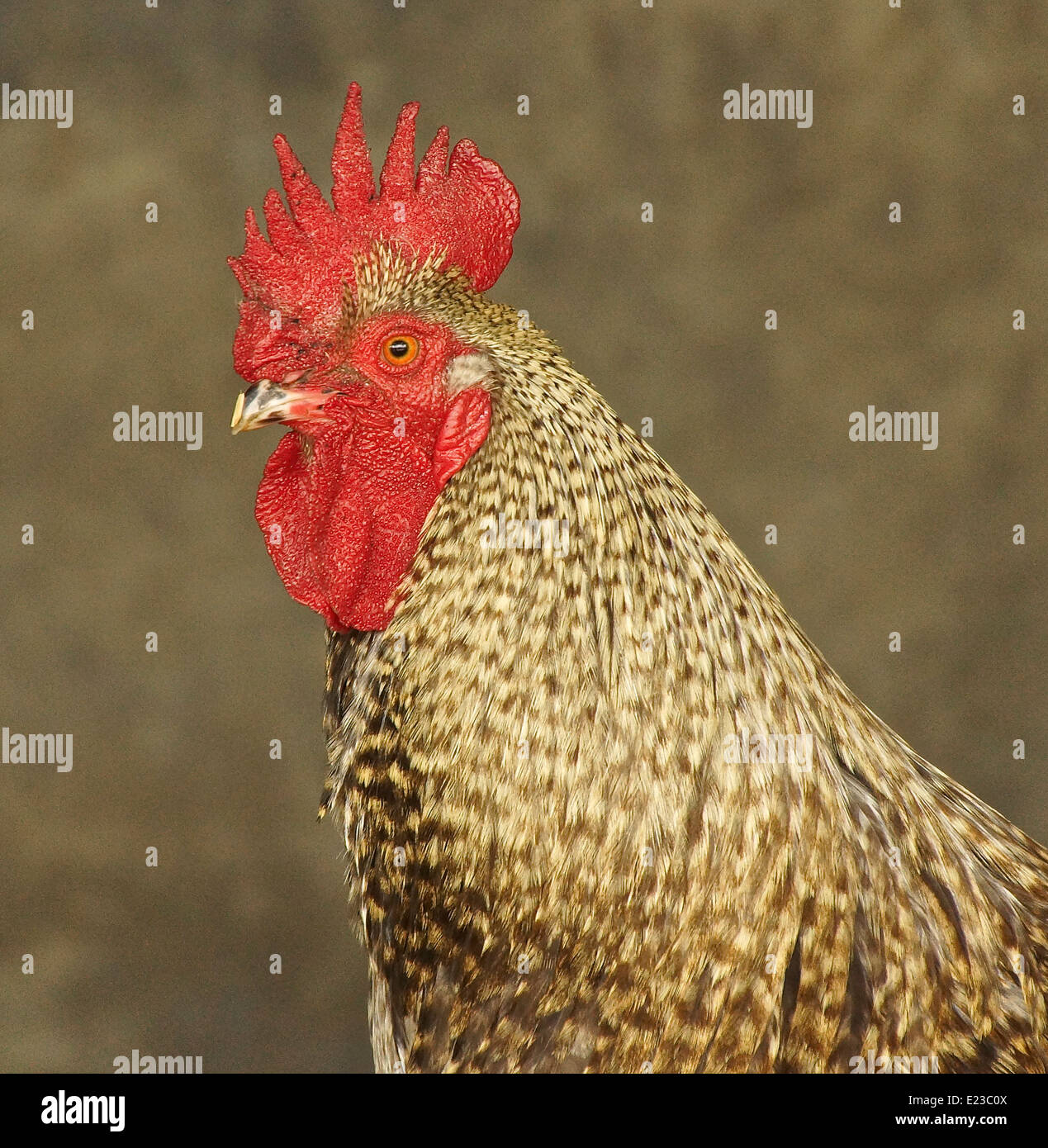 Poule poulet Banque de photographies et d’images à haute résolution - Alamy