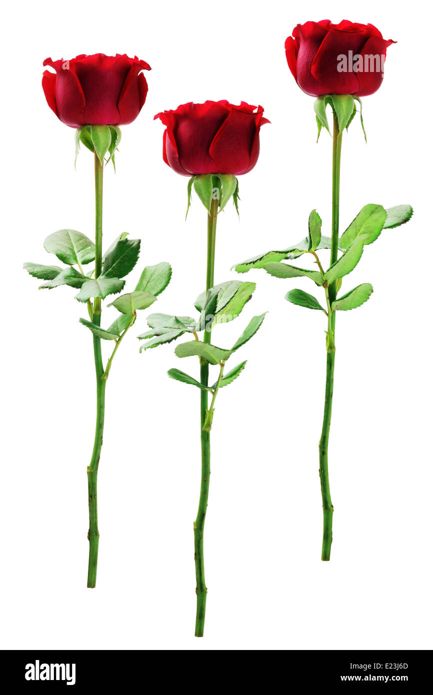 Tiges de roses rouge isolé sur fond blanc Photo Stock - Alamy