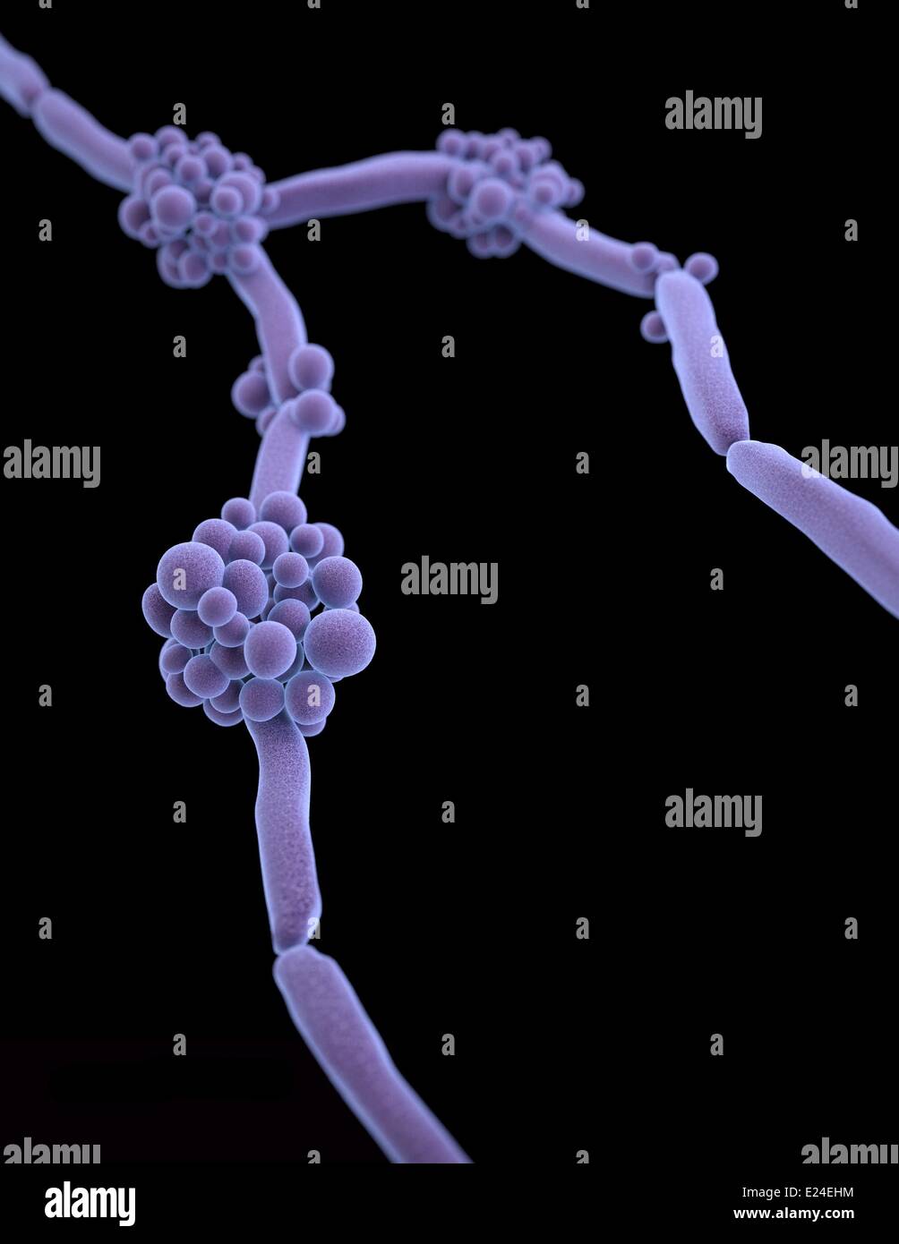 Les conidies Banque de photographies et d’images à haute résolution - Alamy