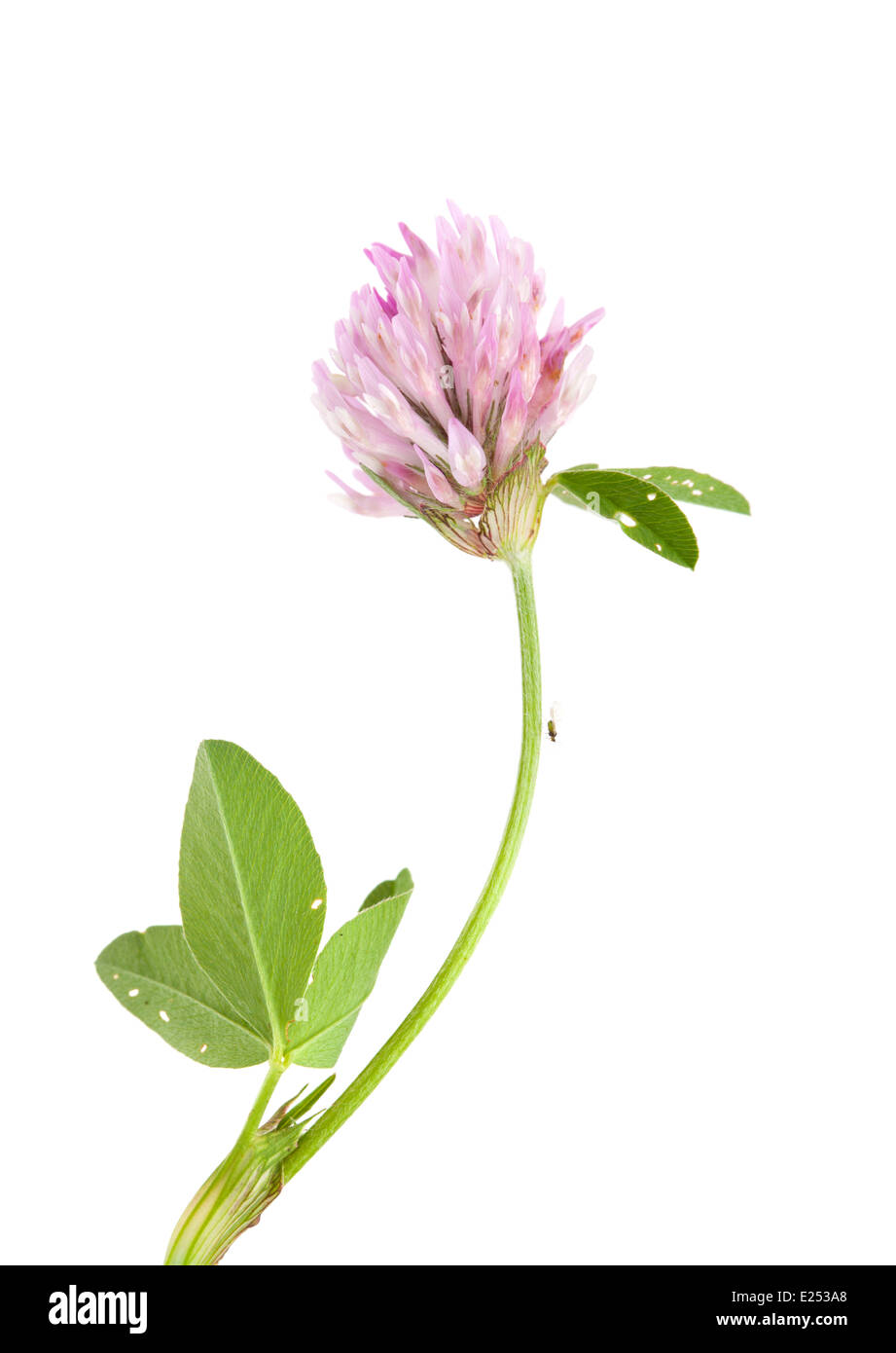 Plante fixatrice d'azote Banque d'images détourées - Alamy