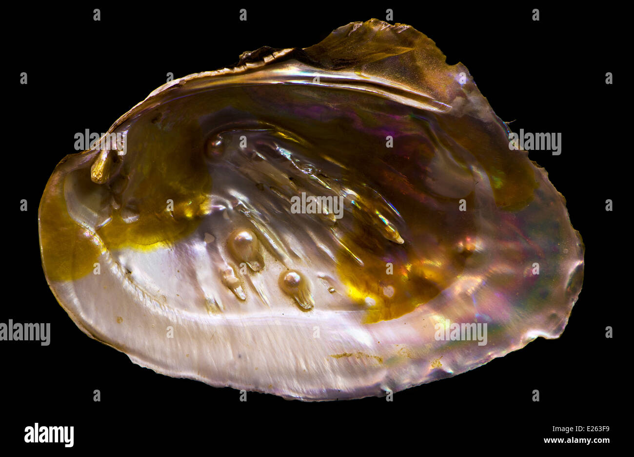 Huitre perliere Banque de photographies et d’images à haute résolution ...