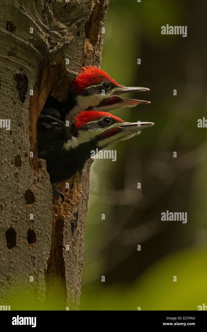 Grand Pic (Dryocopus pileatus, anciennement Picus pileatus), District ...
