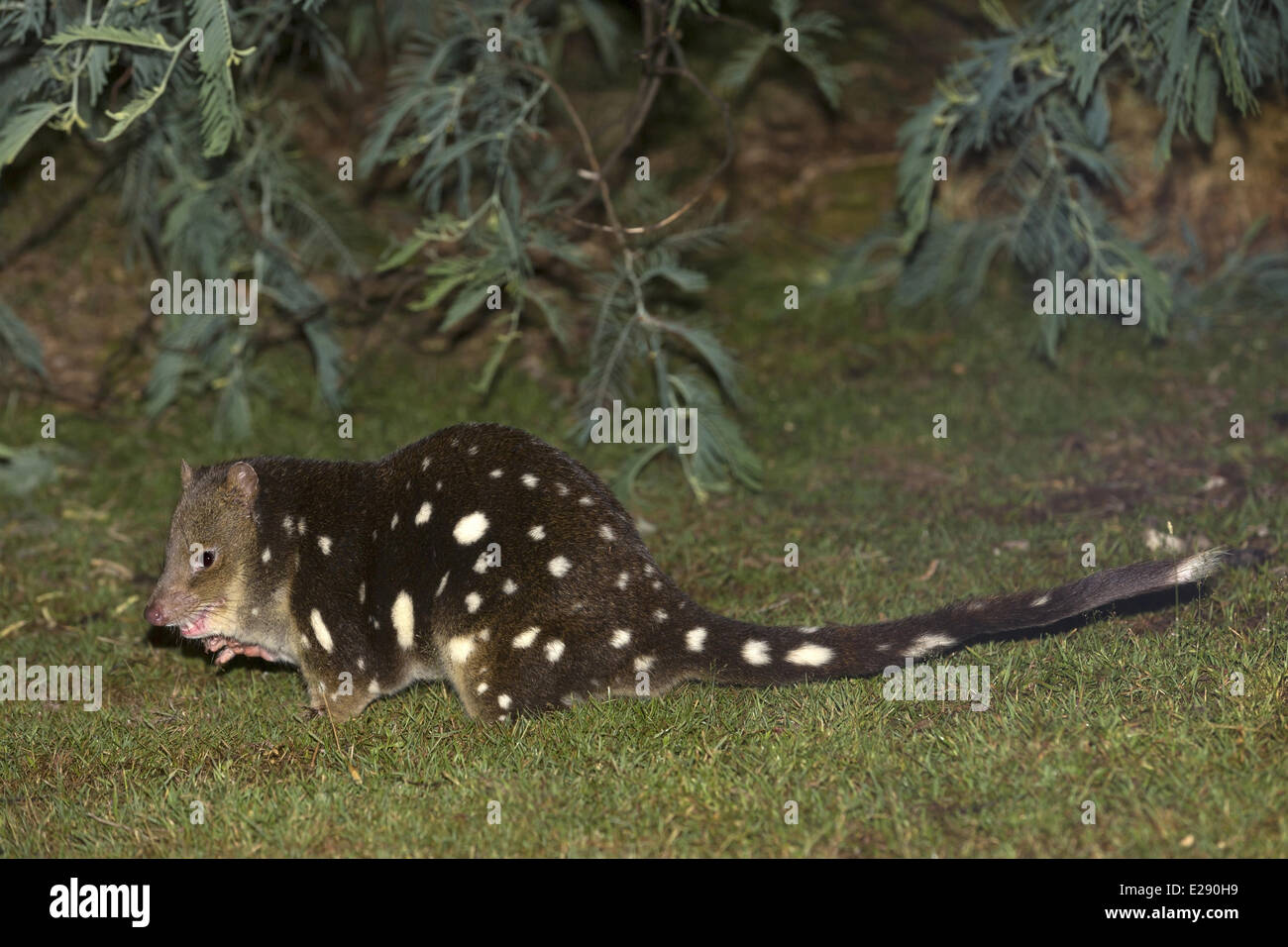 Tiger quoll Banque de photographies et d’images à haute résolution - Alamy