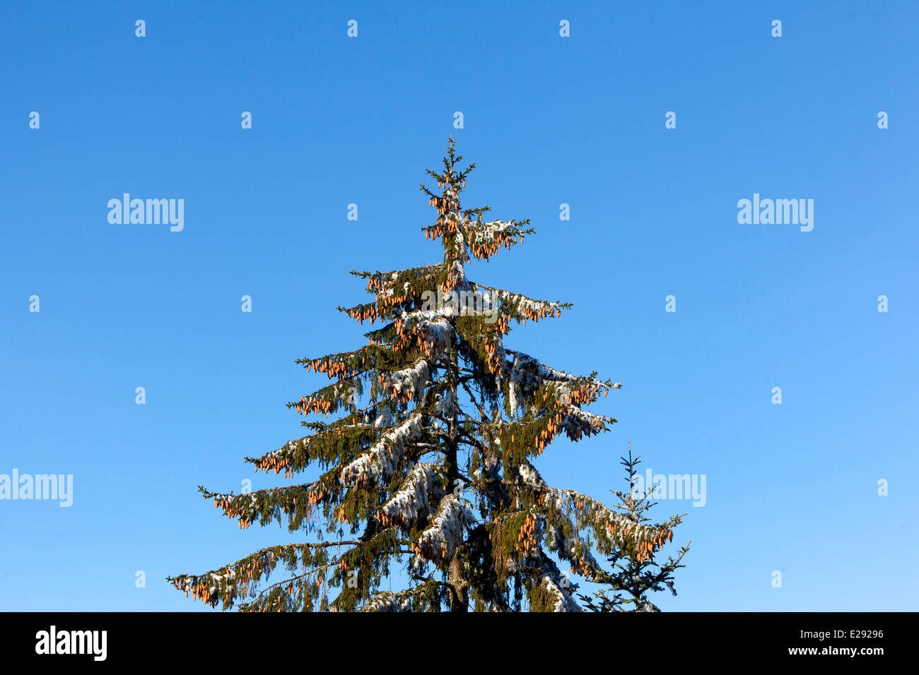 Epicea france Banque de photographies et d’images à haute résolution ...