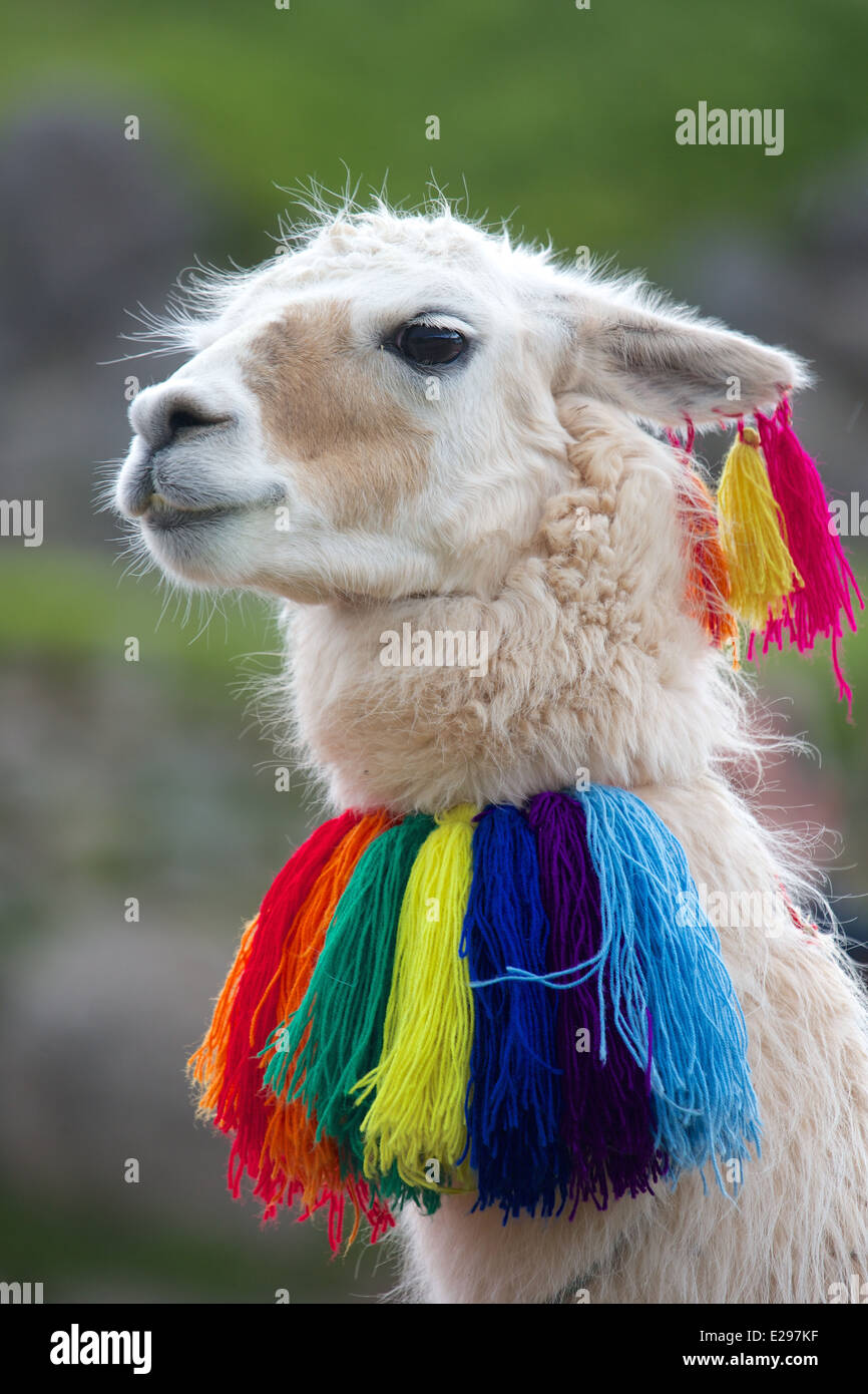 Lama peru Banque de photographies et d’images à haute résolution - Alamy
