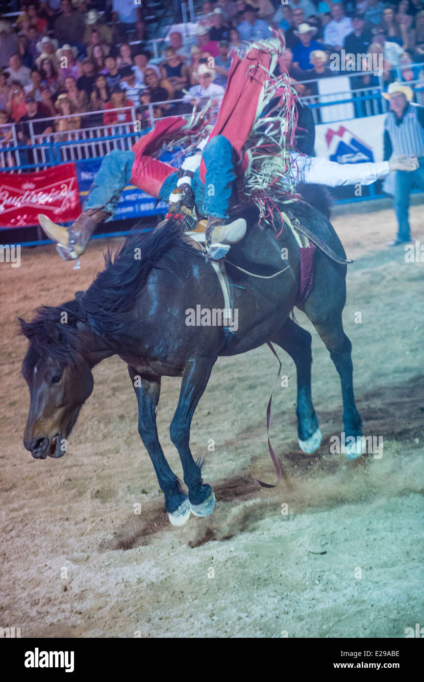Cowboy participant à une compétition à cheval le Helldorado days , un ...