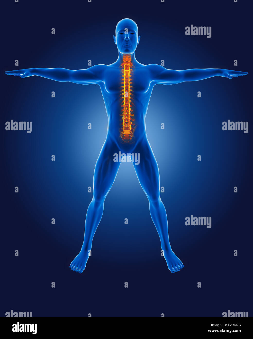 3D medical man avec squelette spine highlighted Photo Stock - Alamy
