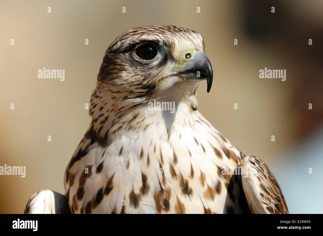 Oiseaux en belgique Banque de photographies et d’images à haute ...