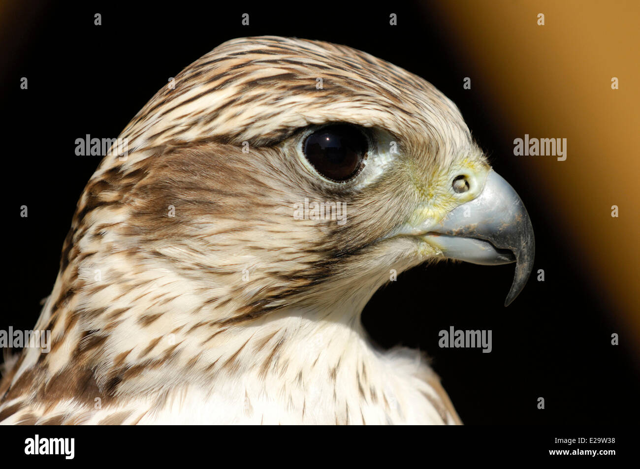 Oiseaux en belgique Banque de photographies et d’images à haute ...