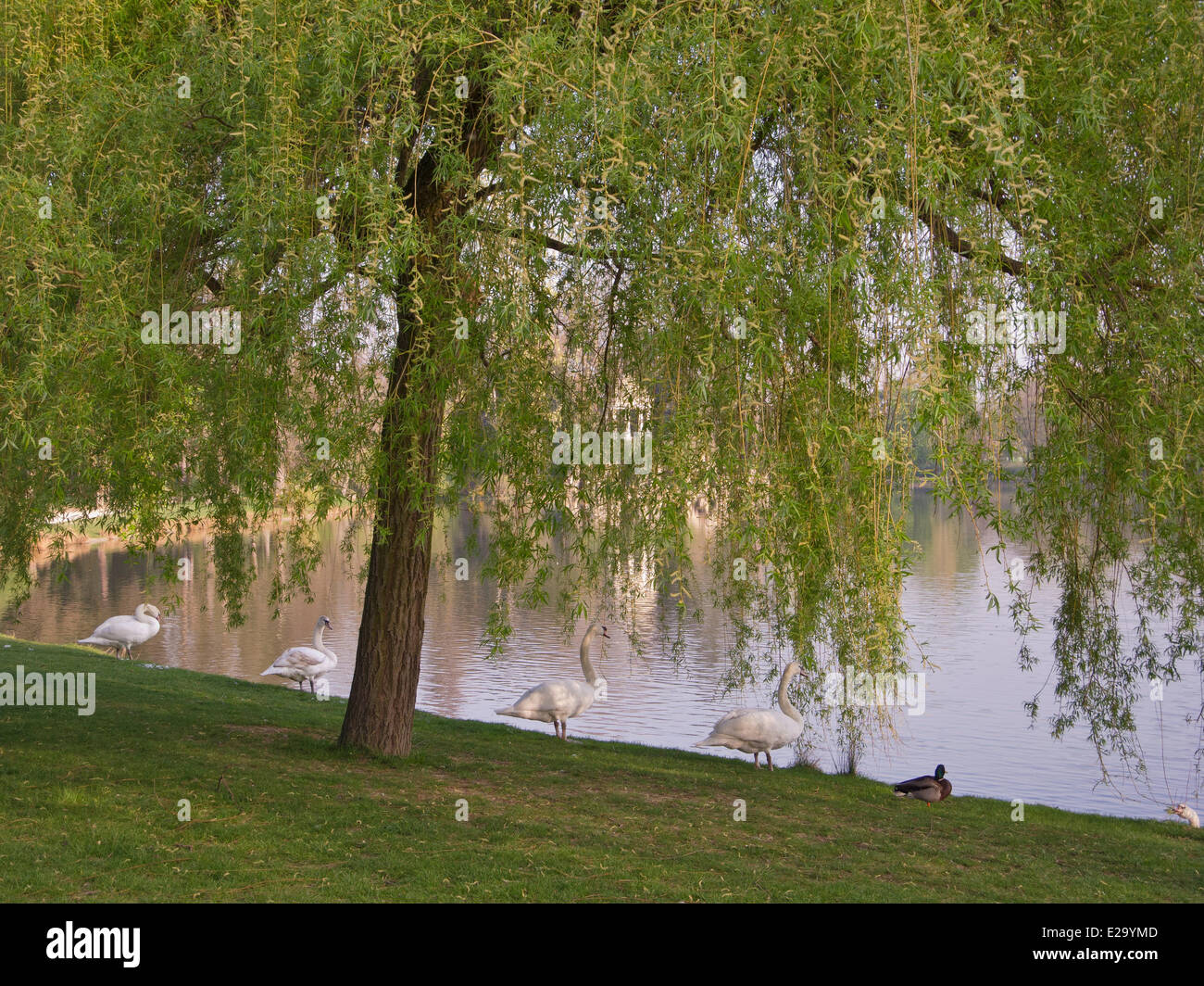 France, Paris, le Bois de Vincennes, du lac Daumesnil Photo Stock - Alamy