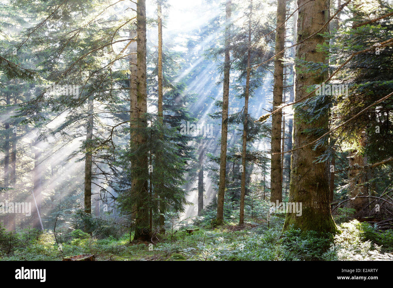 France, Puy de Dome, le Parc naturel régional Livradois Forez (parc ...