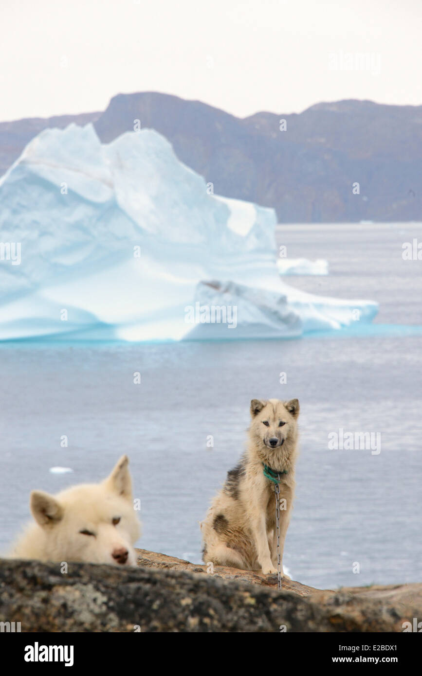 Chiens de traineaux groenland Banque de photographies et d’images à ...