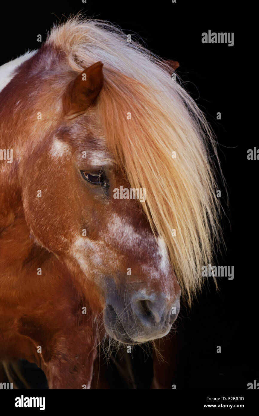 Shetland pony welsh Banque de photographies et d’images à haute ...