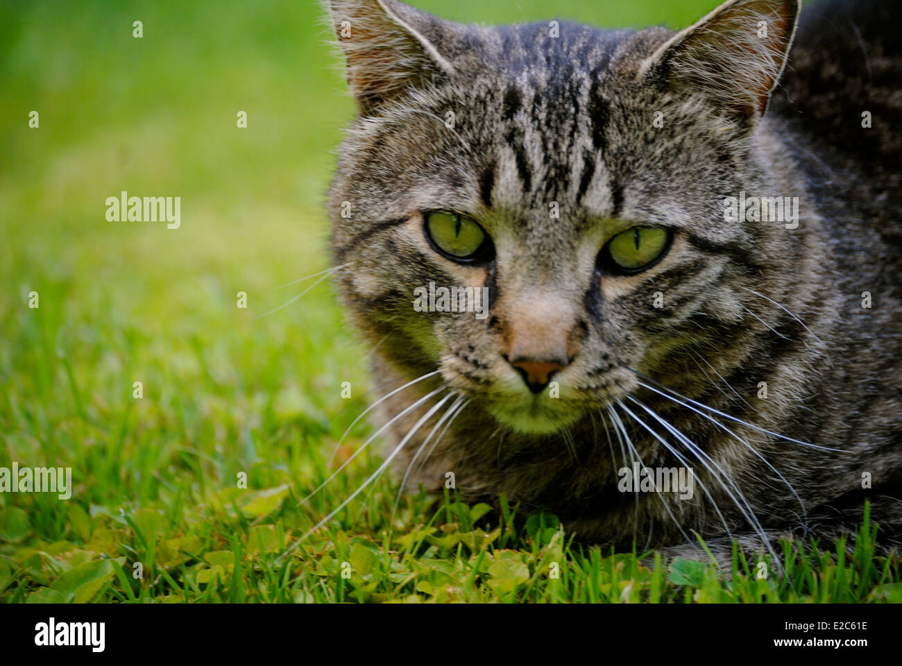 Tiger tabby Banque de photographies et d’images à haute résolution - Alamy