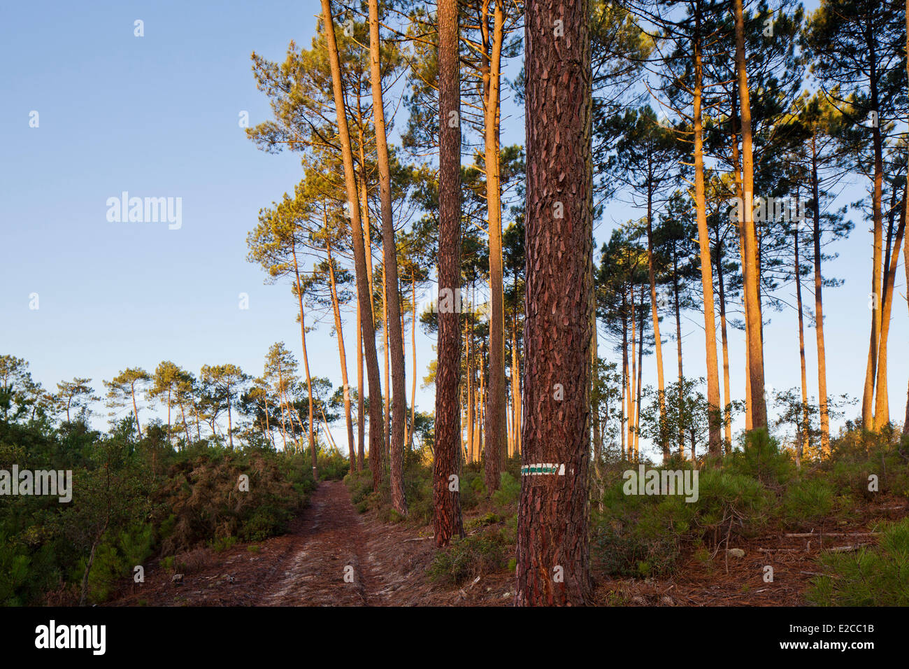 Forêt landaise à l'automne Banque de photographies et d’images à haute ...