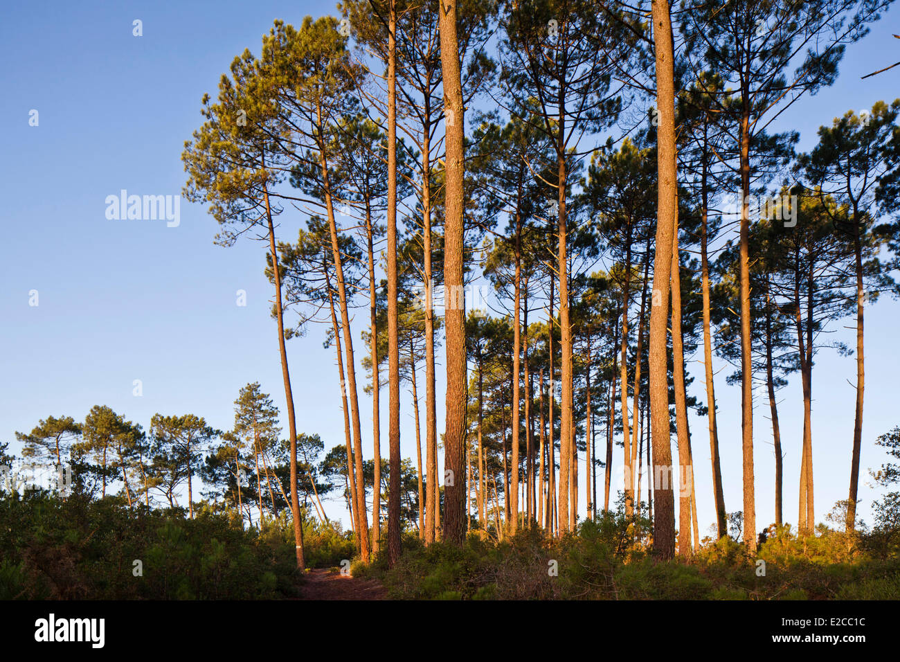 Forêt landaise à l'automne Banque de photographies et d’images à haute ...
