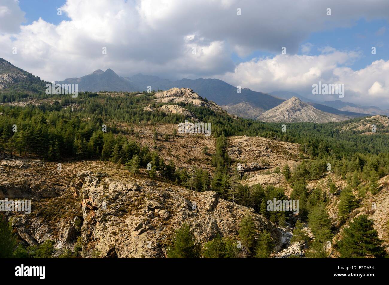 France, Haute Corse, Niolu (Niolo) Valdu Niellu forêt, région bordant ...