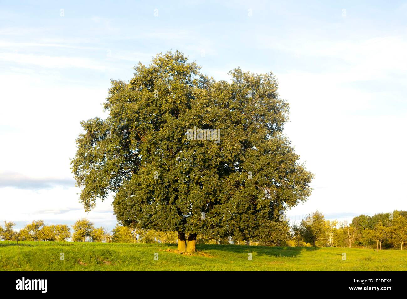 France Bas Rhin Obernai le chêne pédonculé chêne pédonculé (Quercus ...