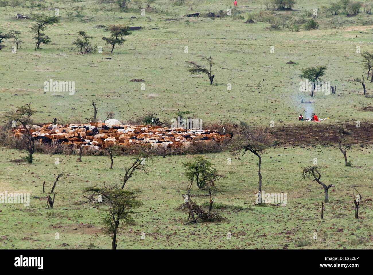 Le Kenya Masai Mara la réserve nationale de Masai Mara Conservancy ...