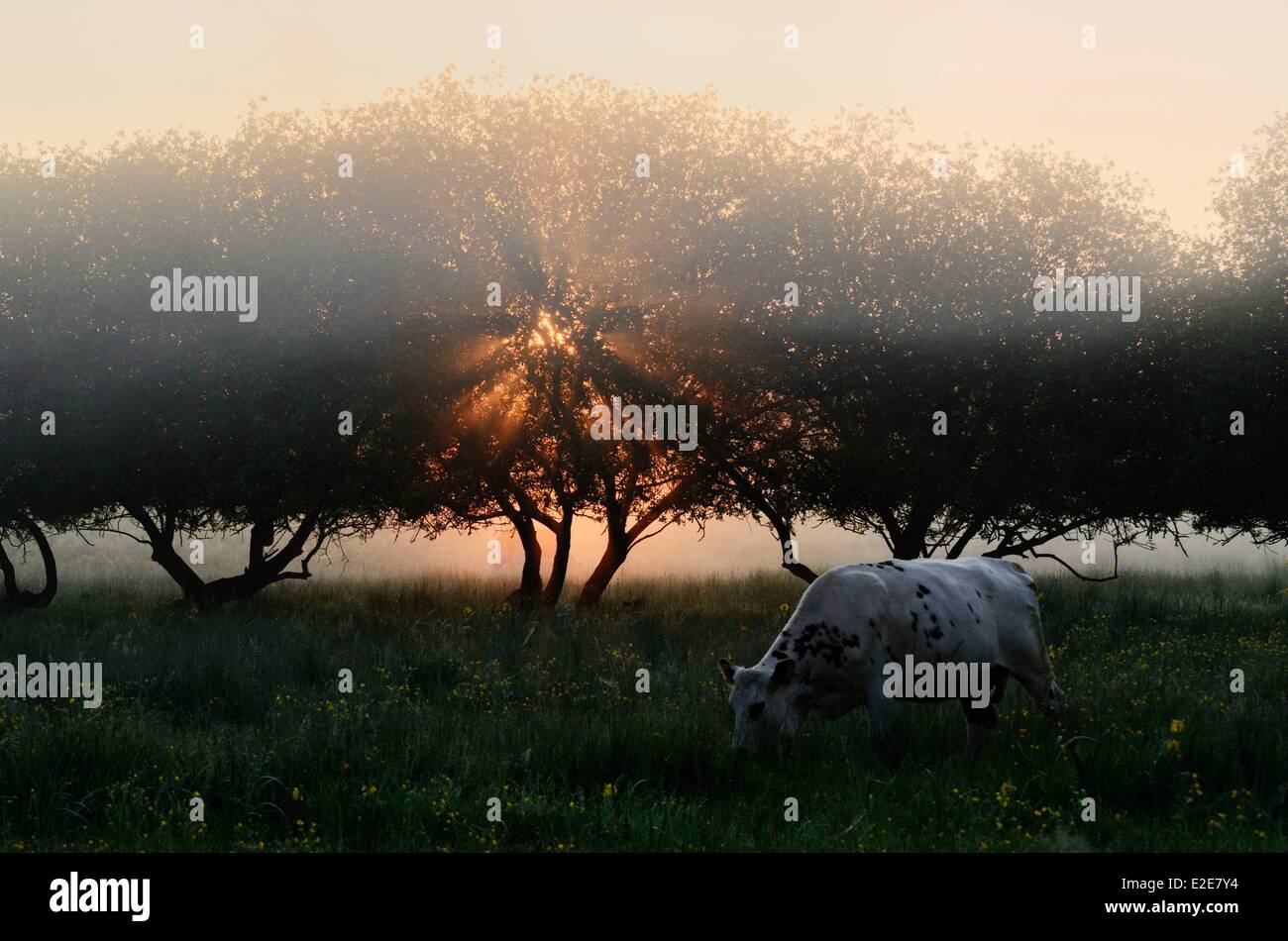 Bocage france Banque de photographies et d’images à haute résolution ...
