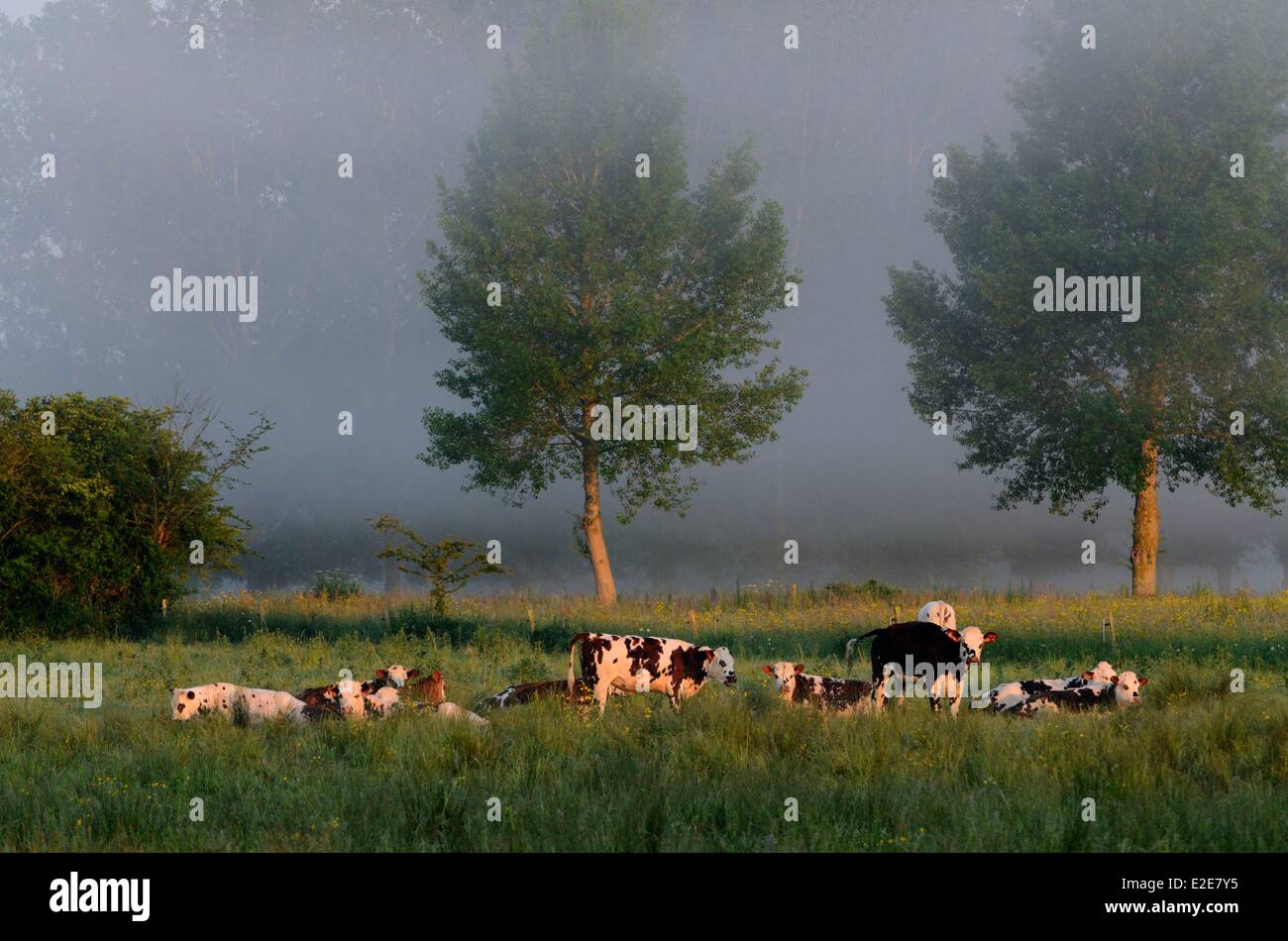 Bocage normandie Banque de photographies et d’images à haute résolution ...