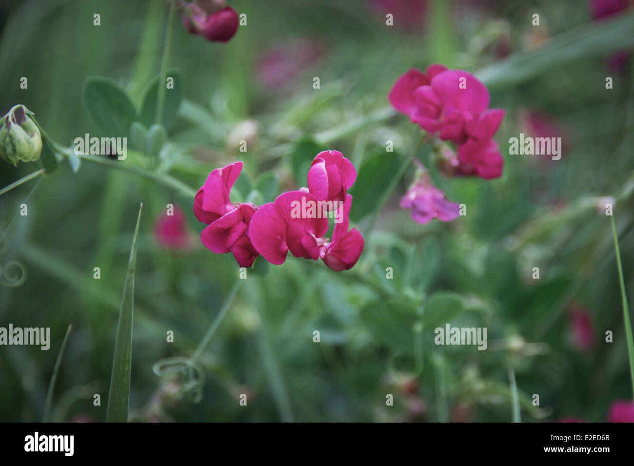 Fleurs de pois rouges Banque de photographies et d’images à haute ...