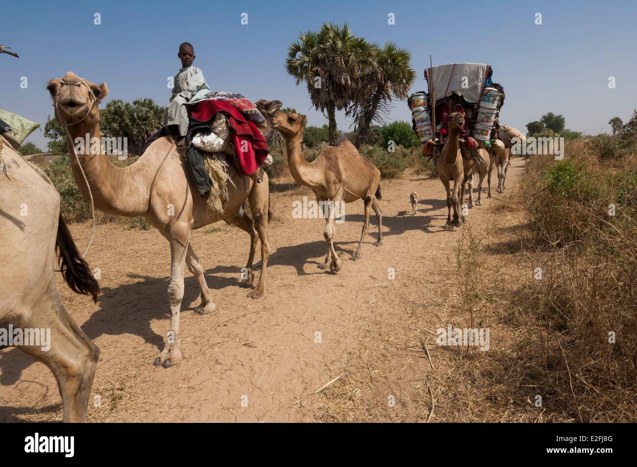 Le Tchad, Sahel, Madoubou savannah, la migration des pays arabes ...