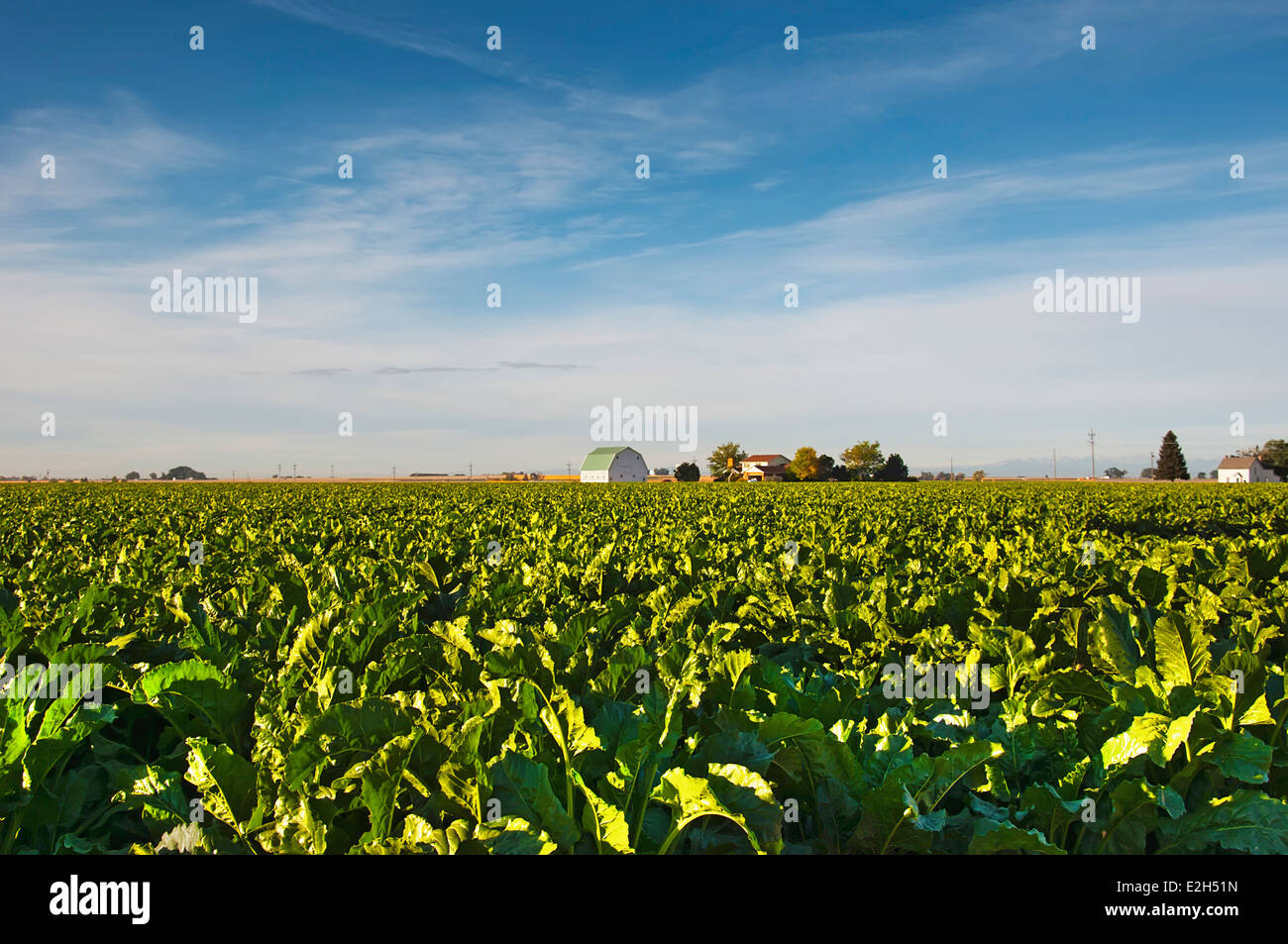 Grand champ de betteraves à sucre prêt à être récolté Photo Stock - Alamy