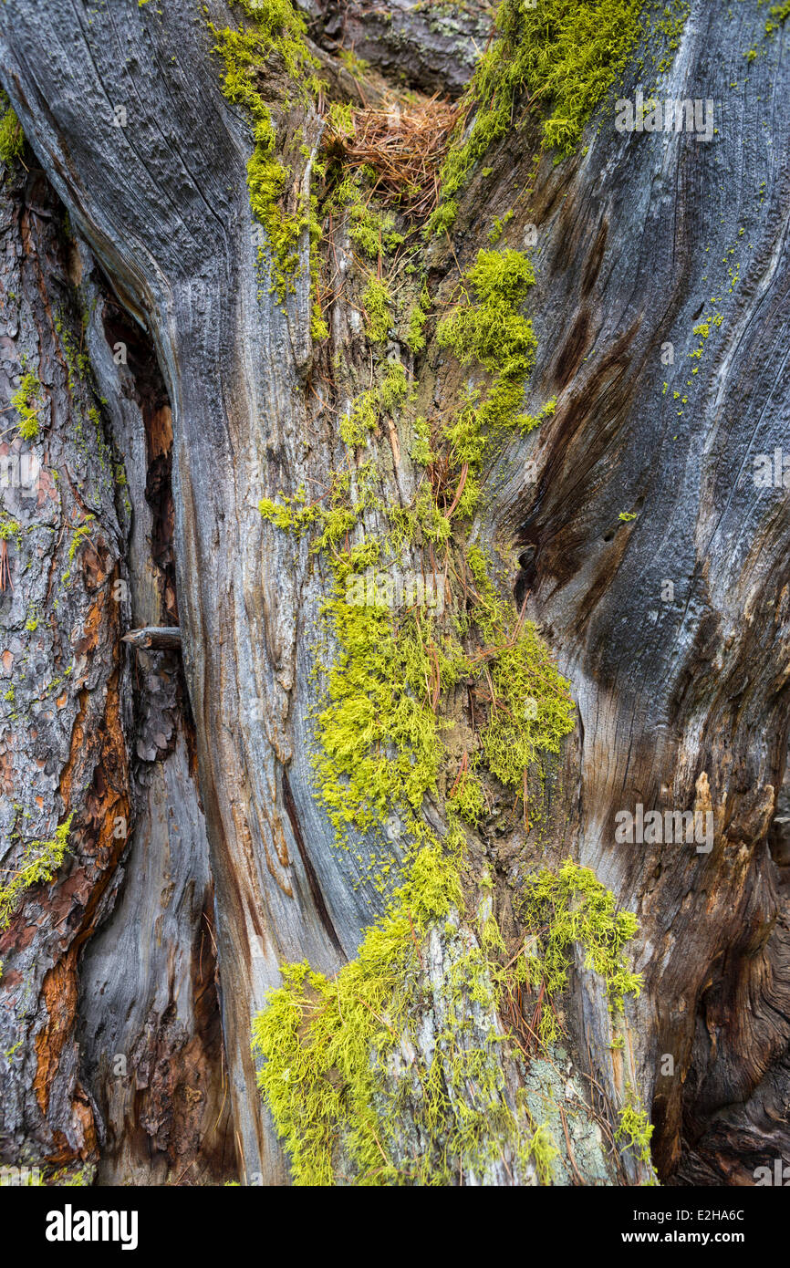 Lichen sur le tronc de pin Banque de photographies et d’images à haute ...