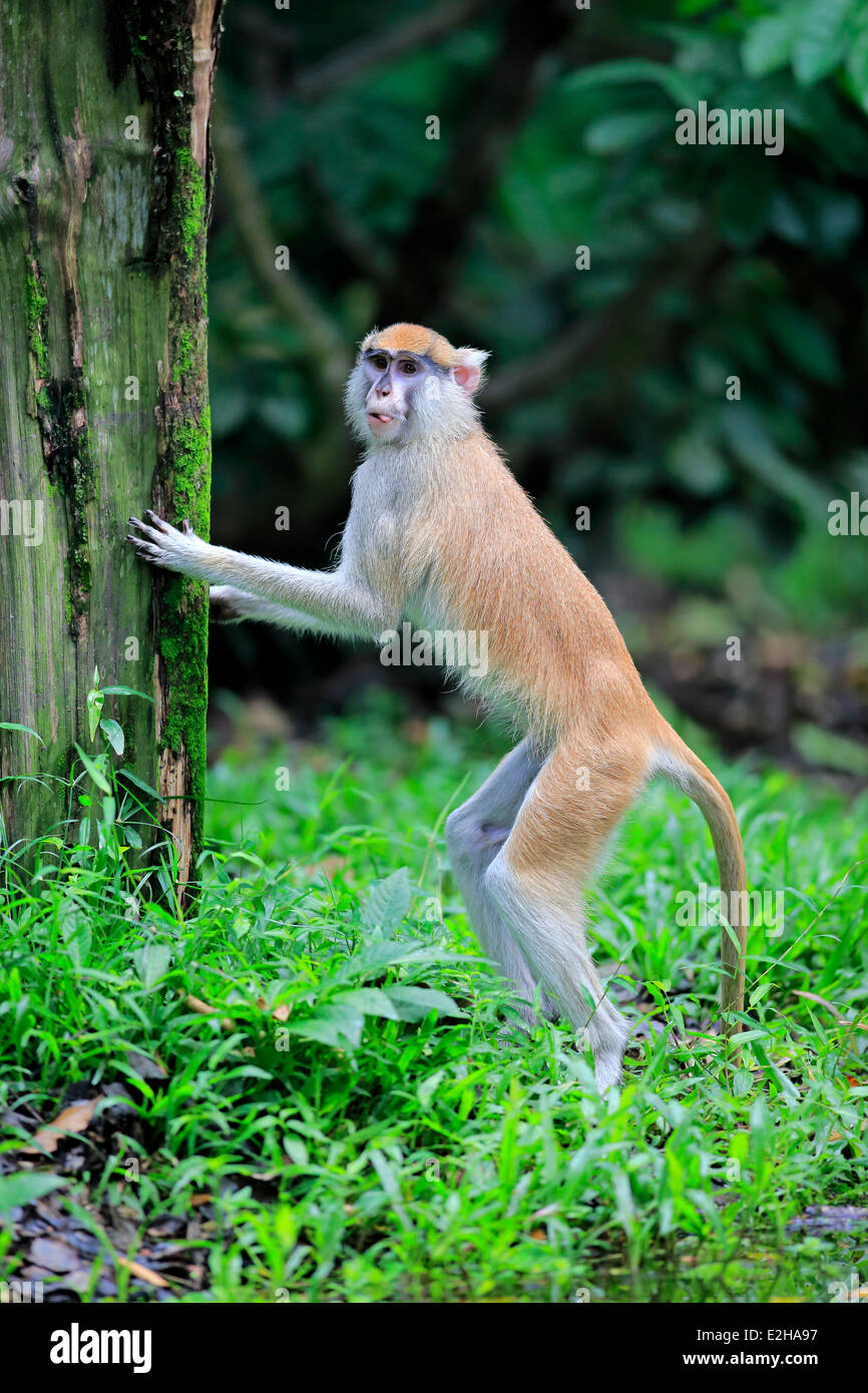 Patas (Erythrocebus patas patas singe), adulte, debout, de l'Afrique ...