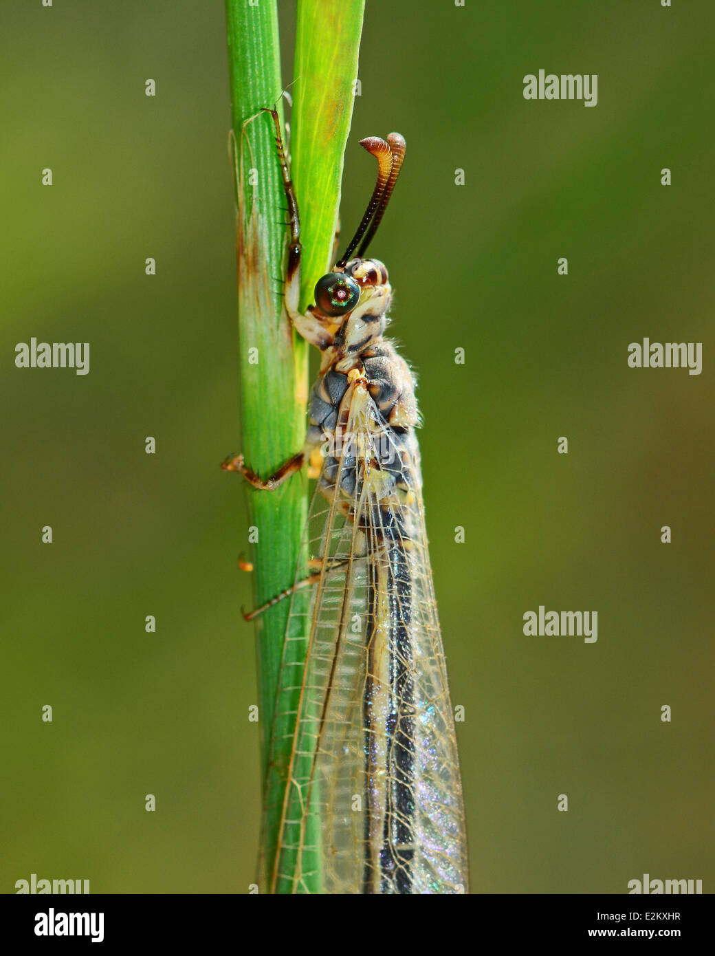 Fourmi lion Banque de photographies et d’images à haute résolution - Alamy