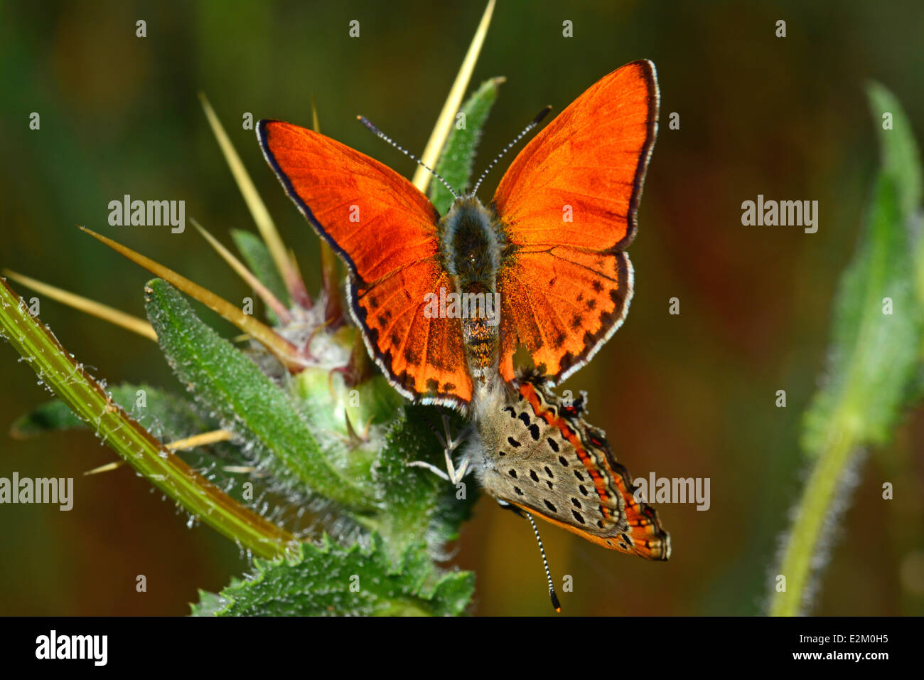 Reproduction de papillon Banque de photographies et d’images à haute ...