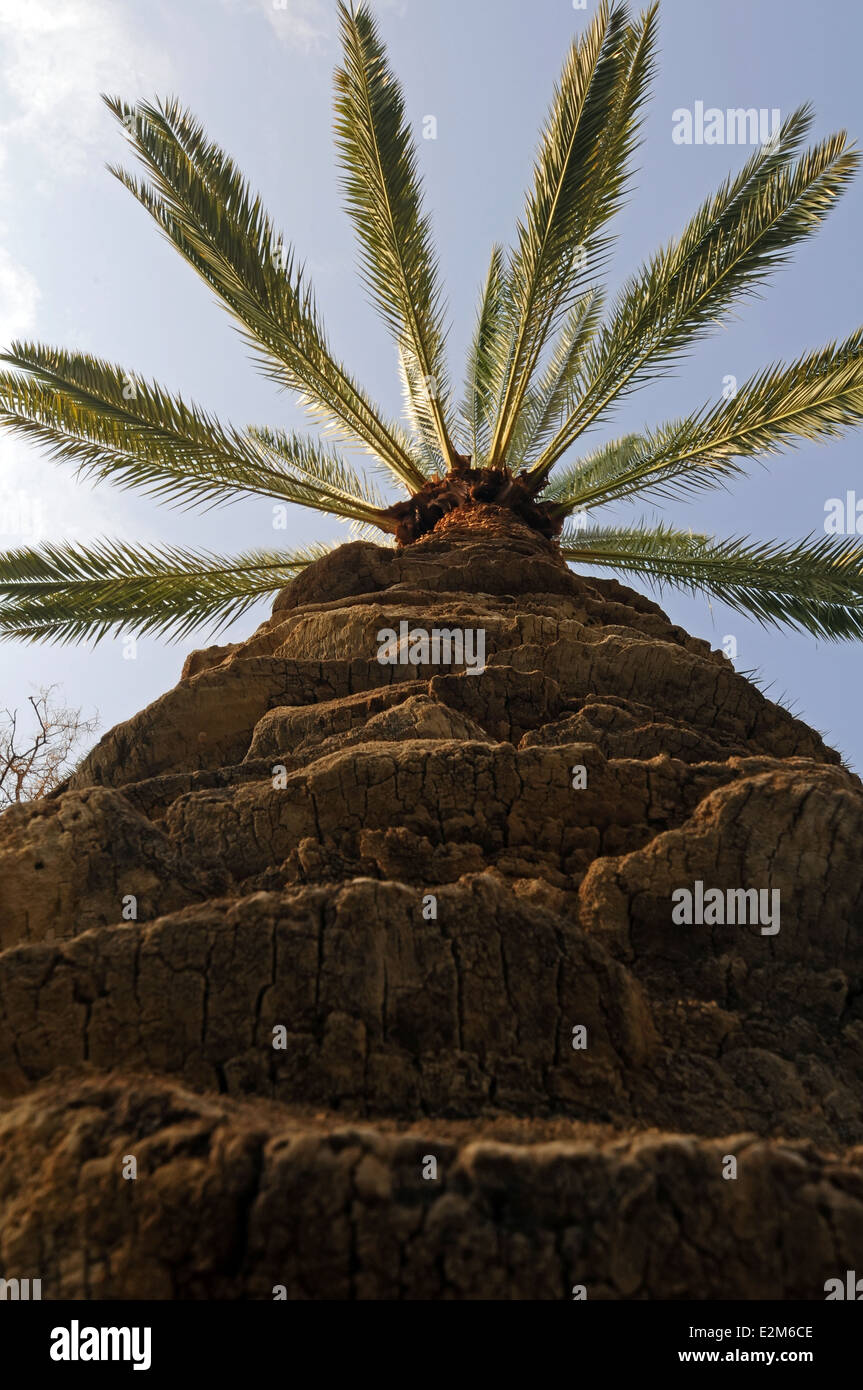 Palmier, tronc d'arbre Photo Stock - Alamy