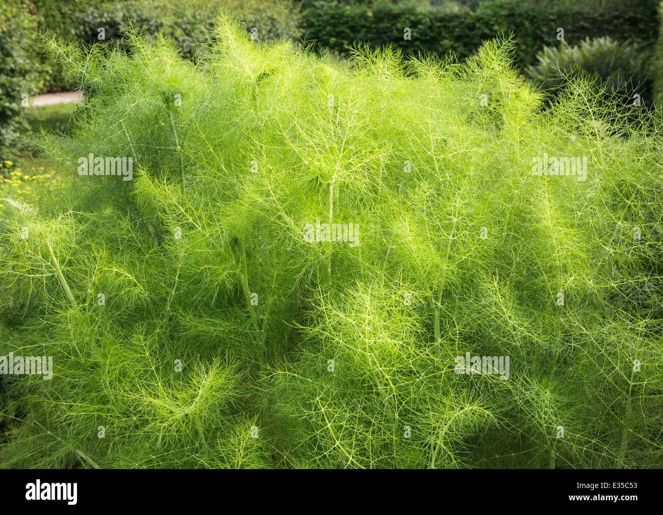 Feuilles de fenouil Banque de photographies et d’images à haute ...