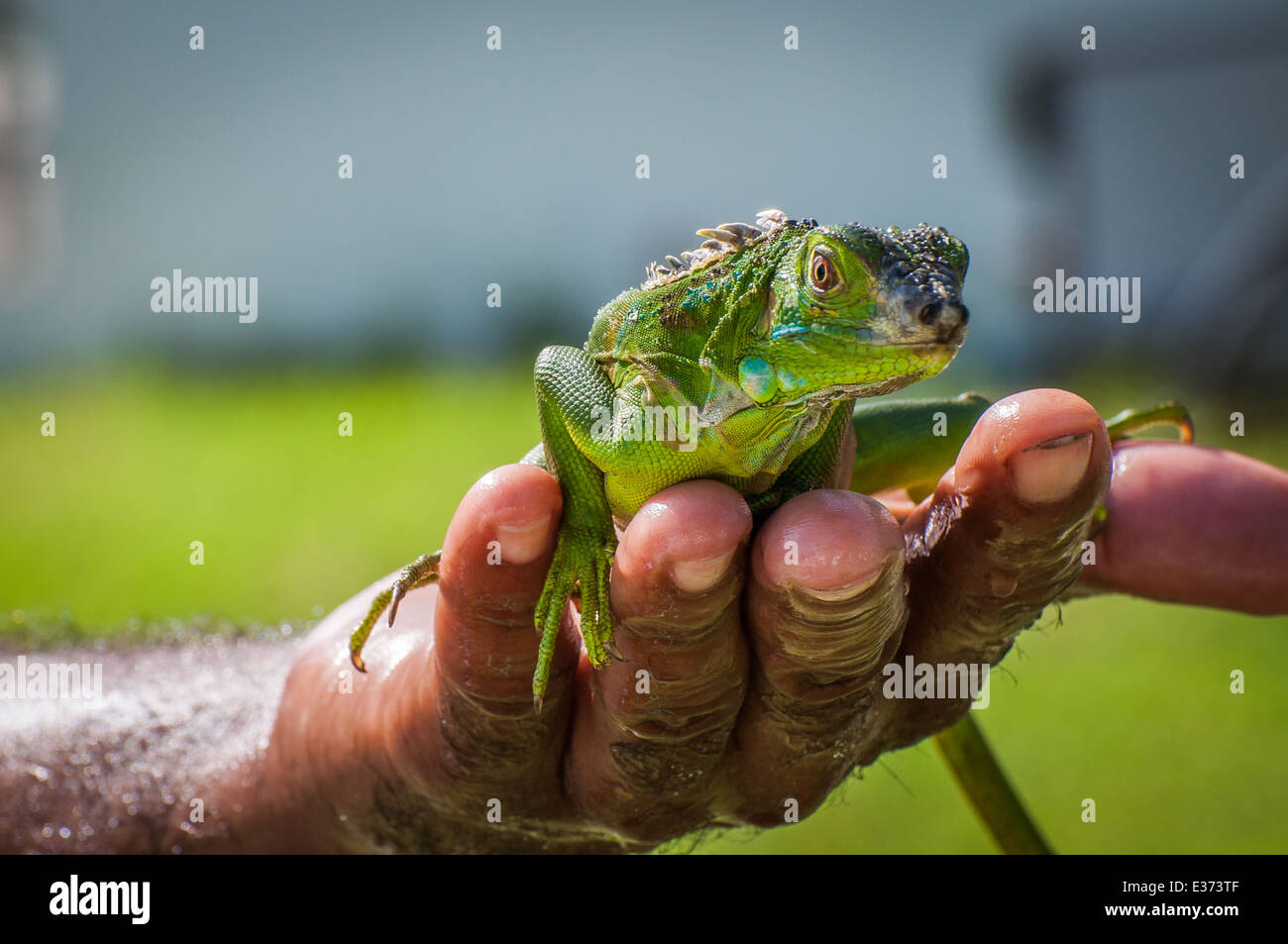Iguane gris Banque de photographies et d’images à haute résolution - Alamy
