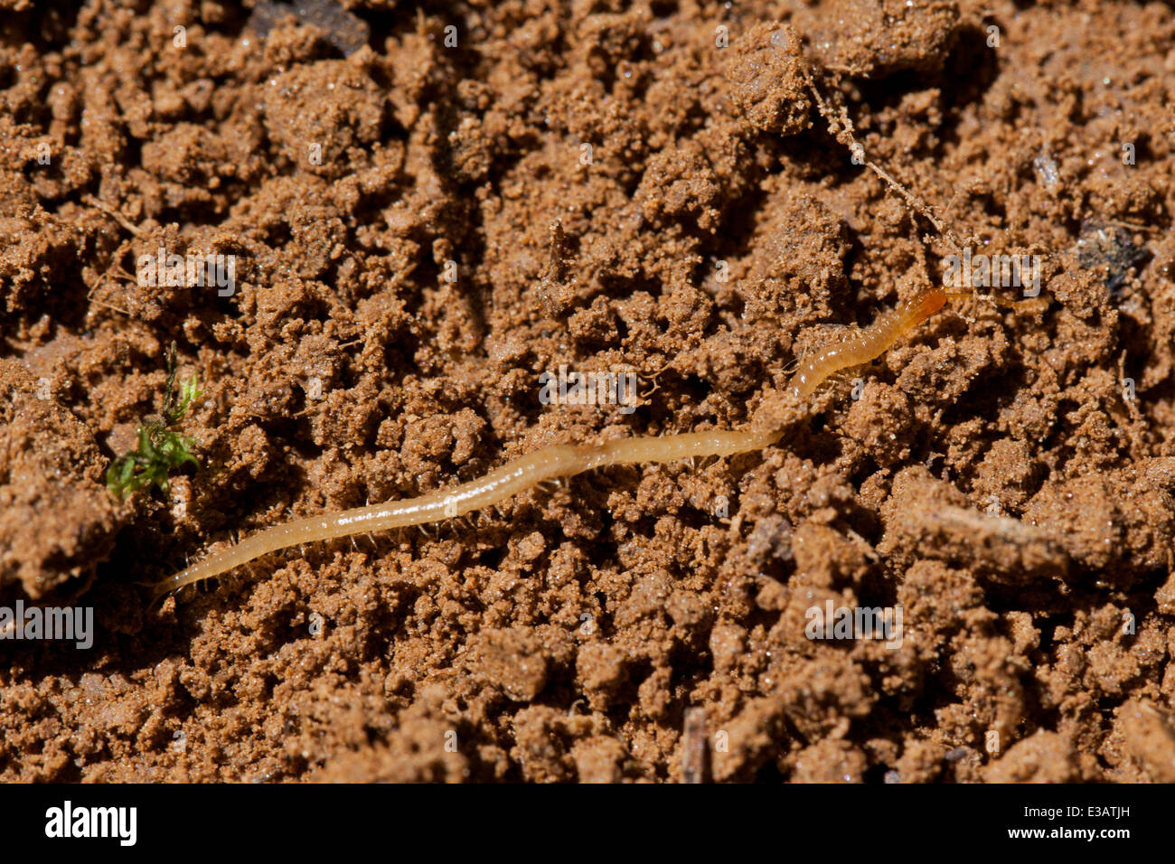 Soil centipede Banque de photographies et d’images à haute résolution ...