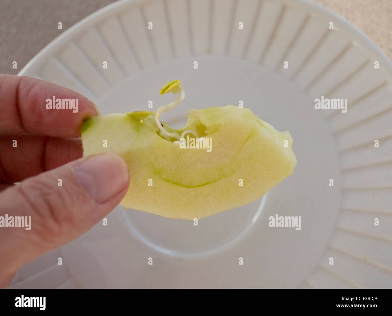 Graine germée Banque de photographies et d’images à haute résolution ...