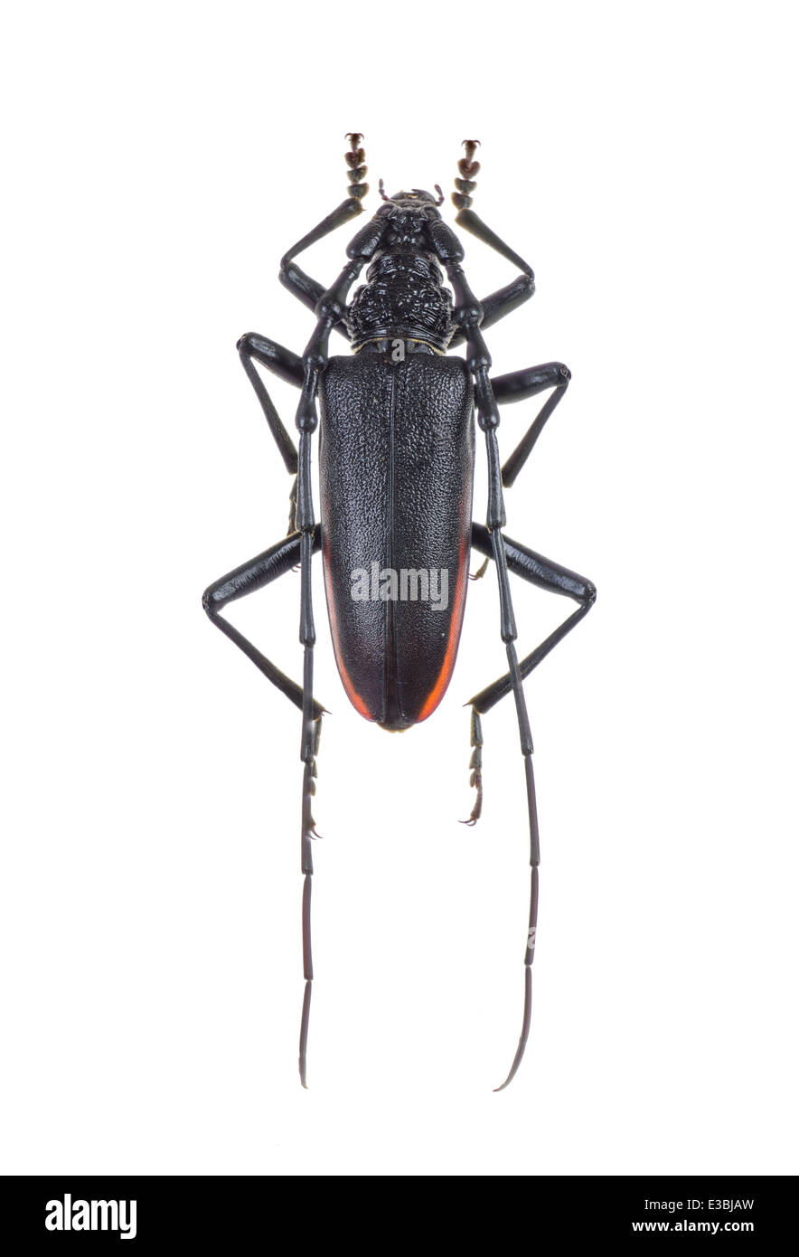 Coleoptera, Cerambycidae, Cerambyx cerdo ; mâle ; Linnaeus 1758 ; Grand ...