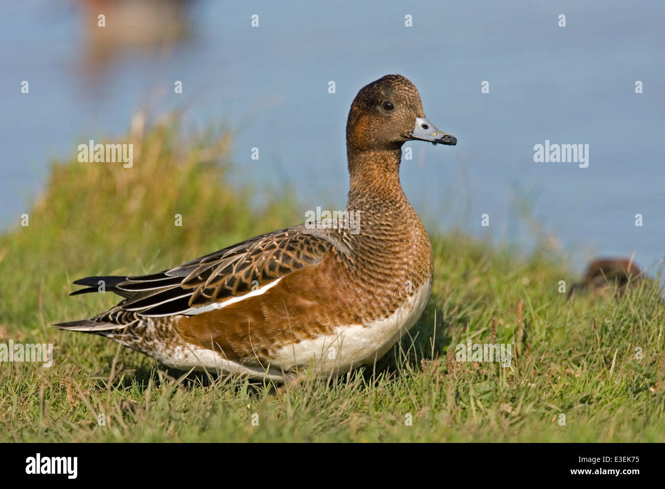 Canards au sol Banque de photographies et d’images à haute résolution ...