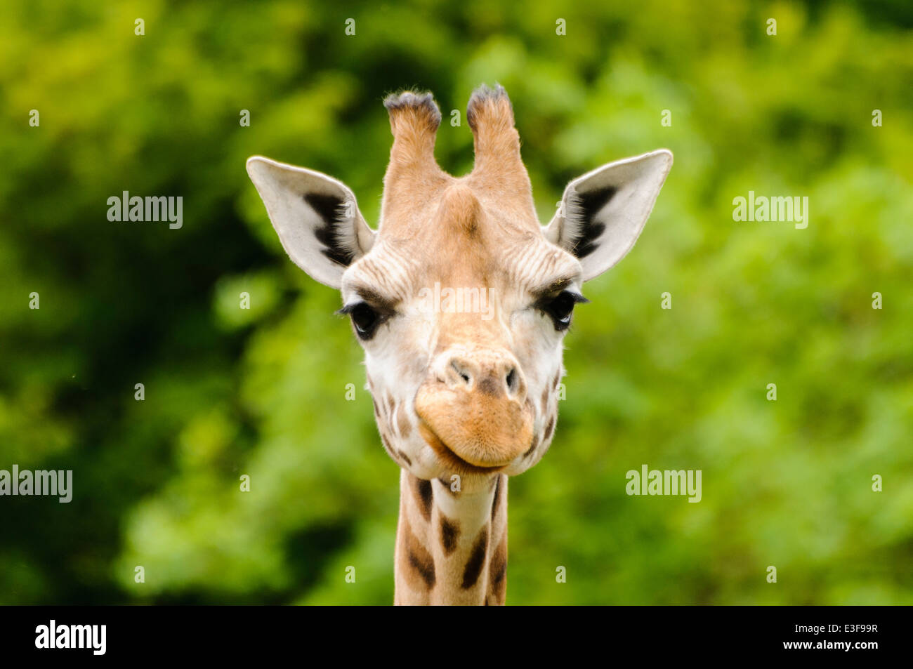 Girafe langue herbivore Banque de photographies et d’images à haute ...