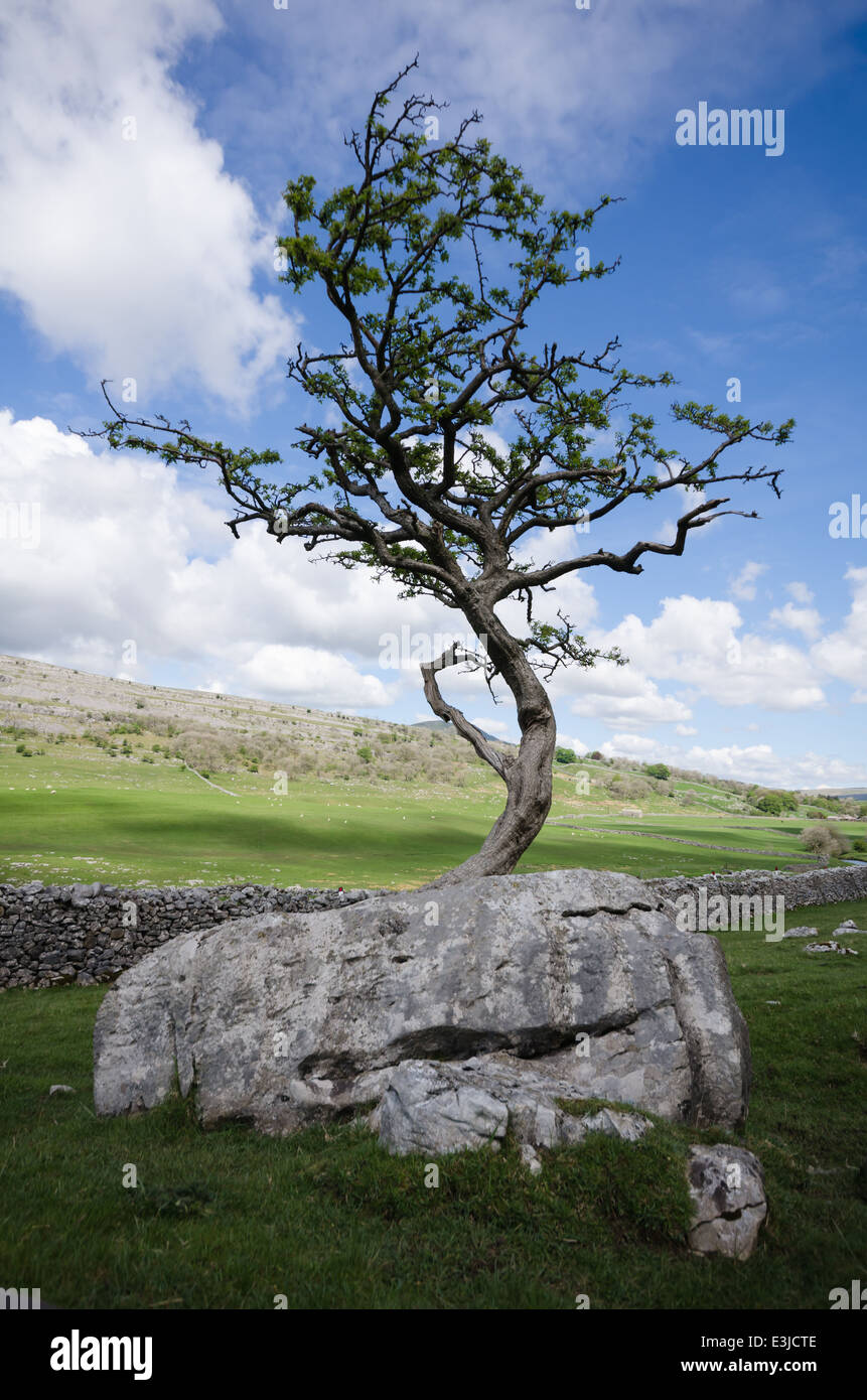 Arbre qui pousse sur un rocher Banque de photographies et d’images à ...