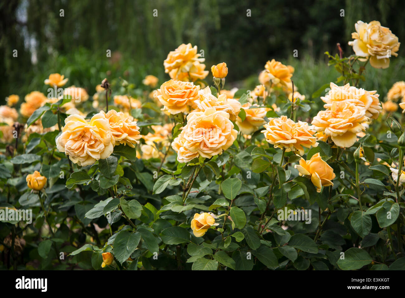 Valencia rose Banque de photographies et d’images à haute résolution ...