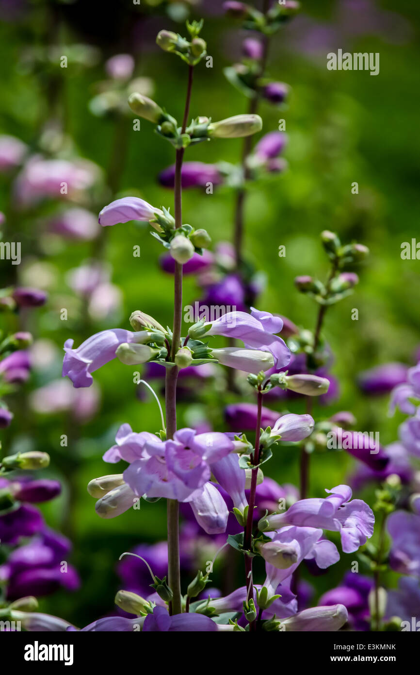 Penstemon closeup Banque de photographies et d’images à haute ...