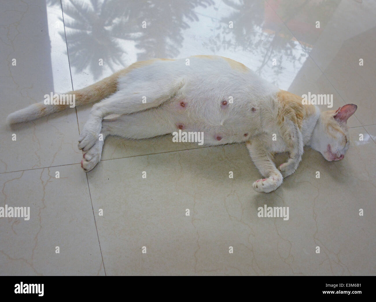 Animal enceinte au repos Banque de photographies et d’images à haute ...